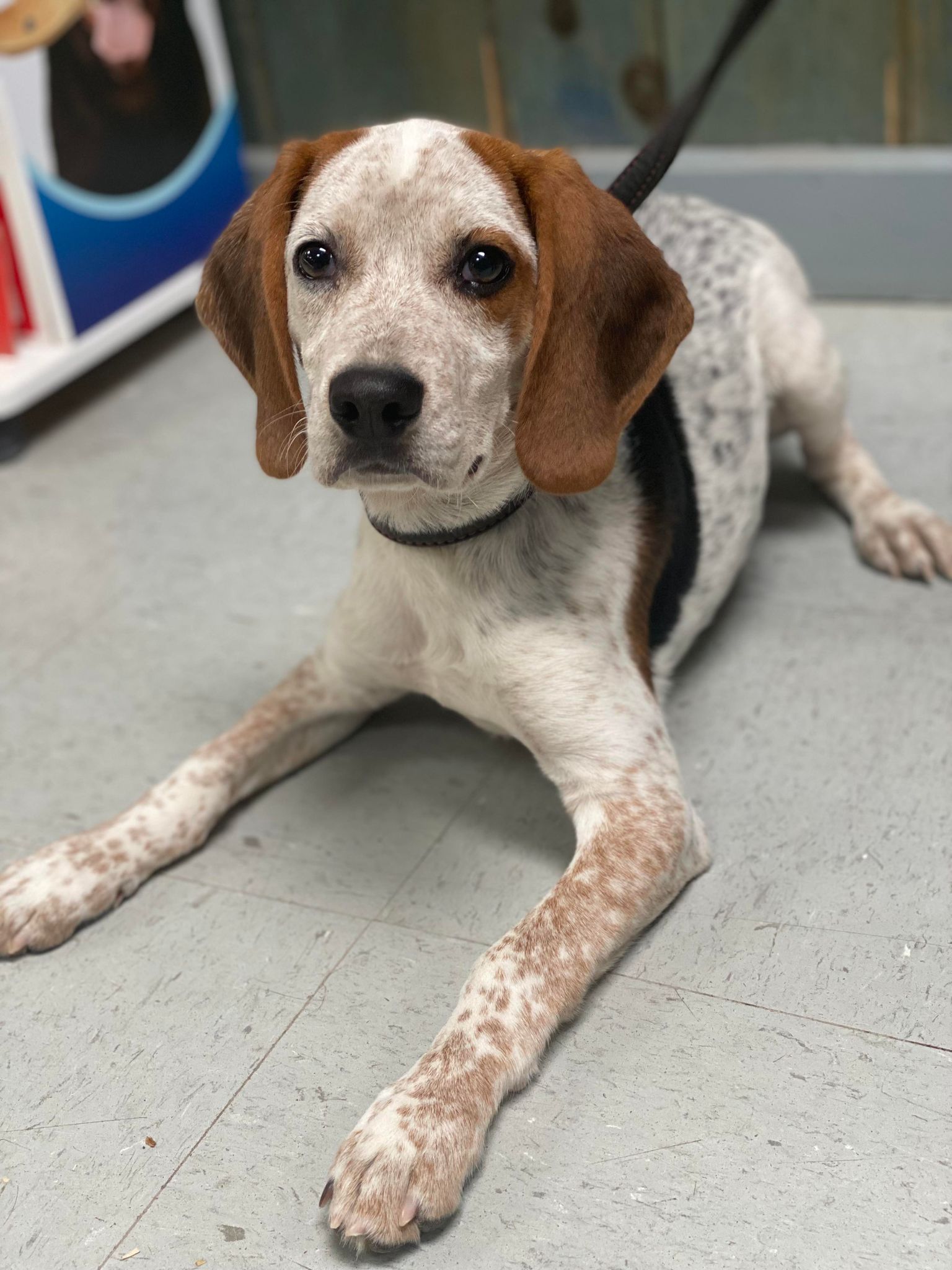 Animaux - SPA Régionale