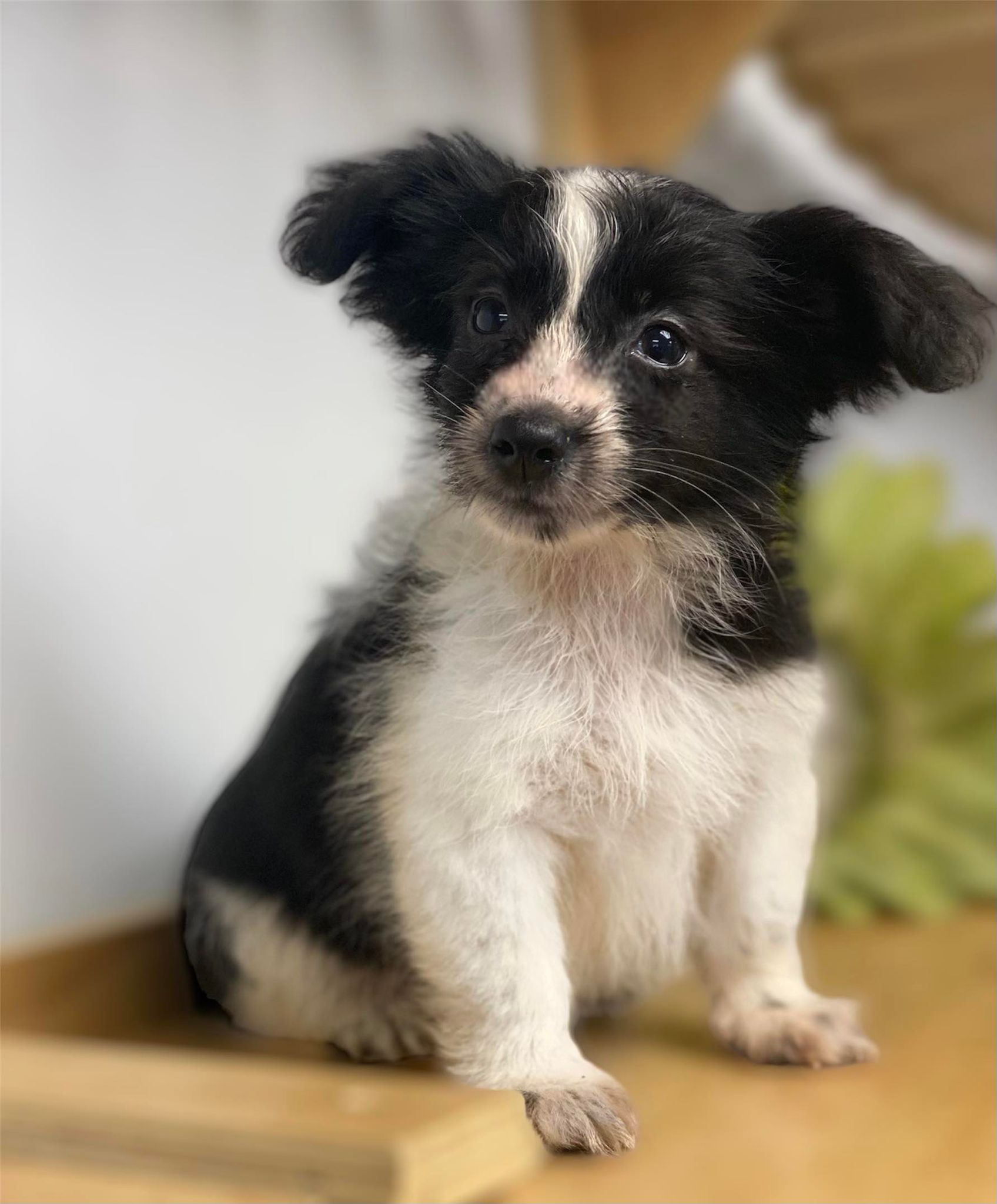 Animaux - SPA Régionale