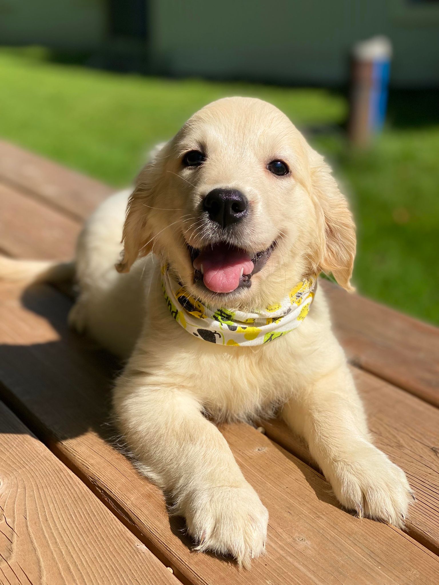 Animaux - SPA Régionale