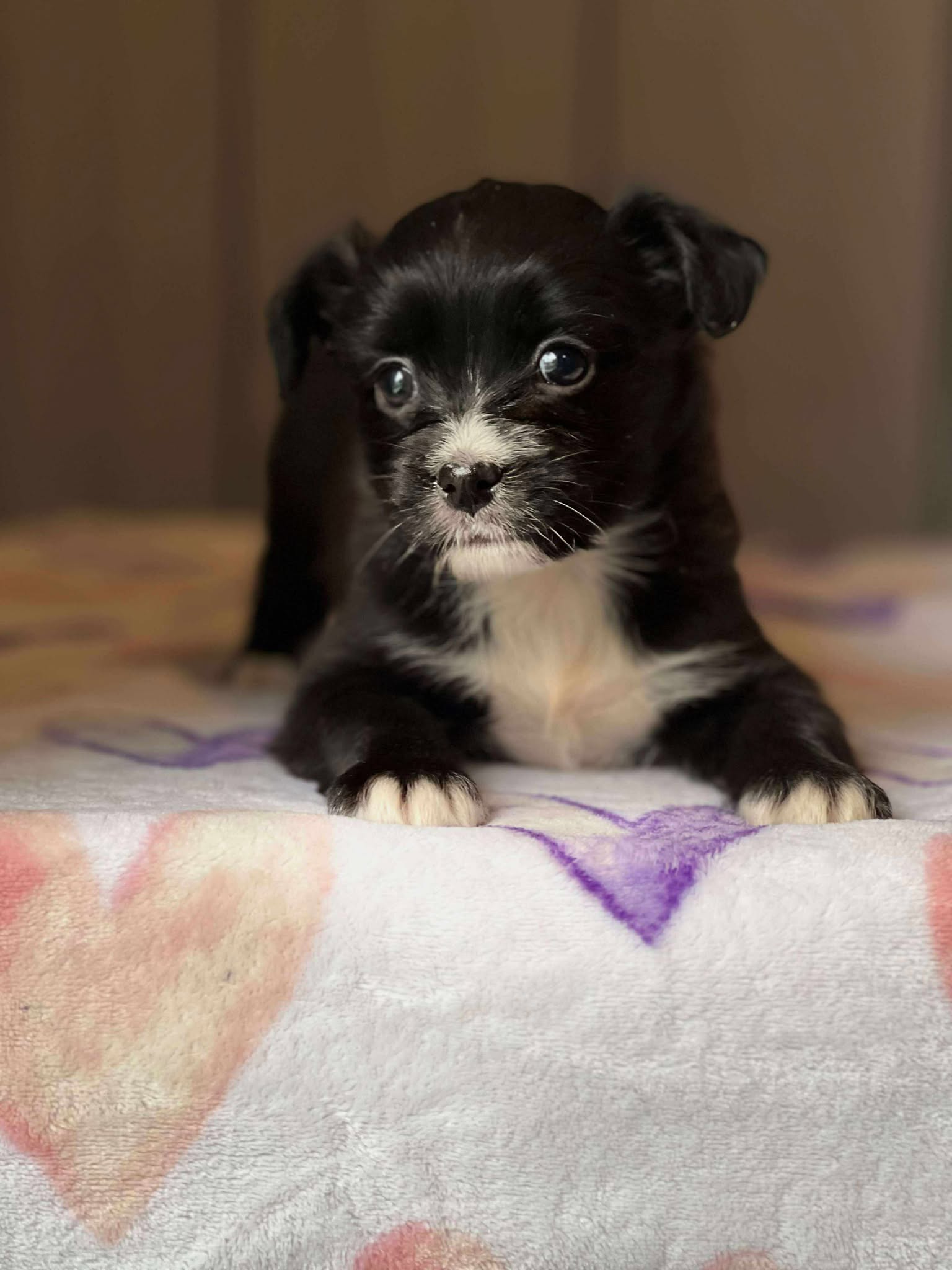 Animaux - SPA Régionale