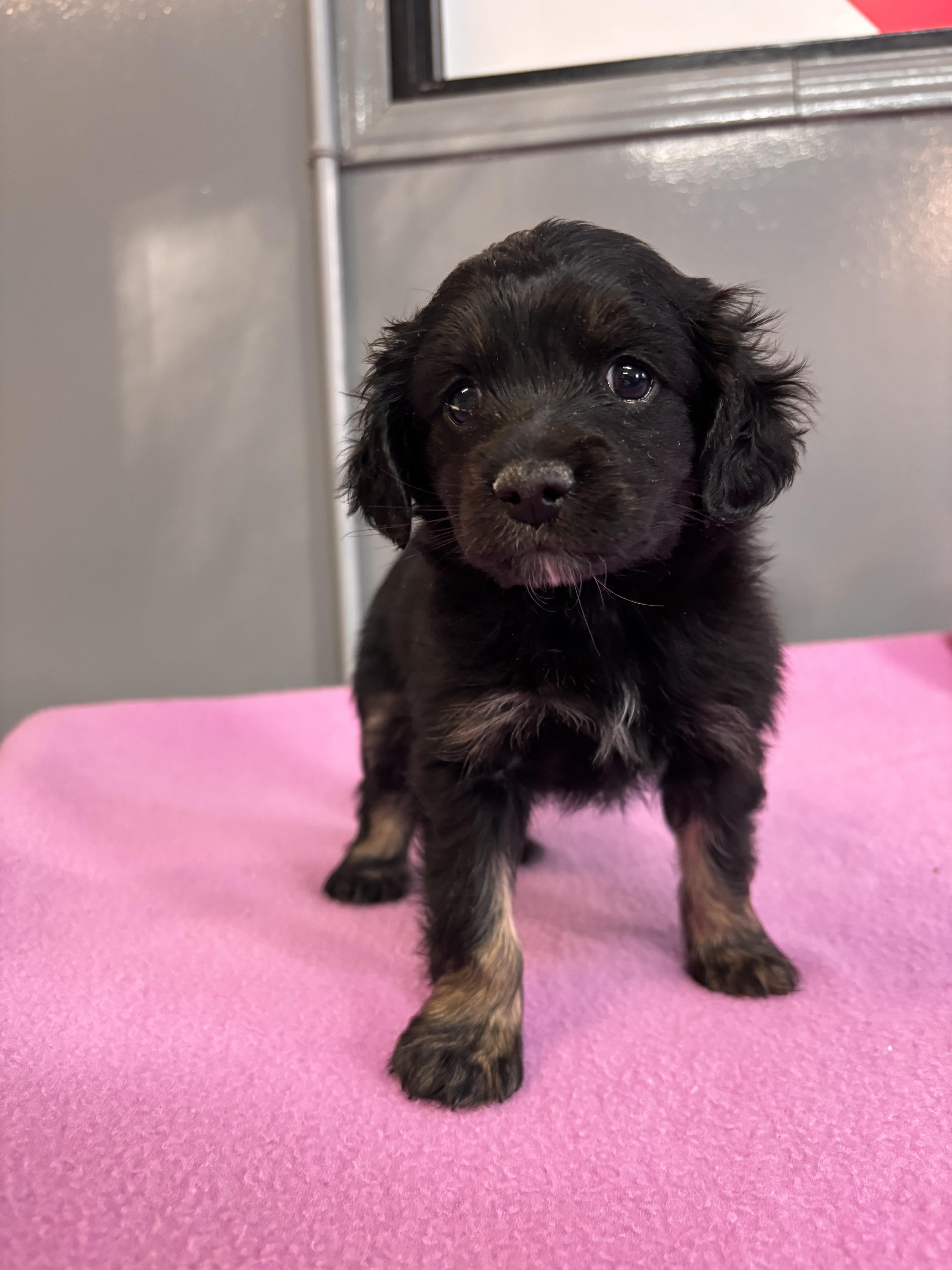 Animaux - SPA Régionale