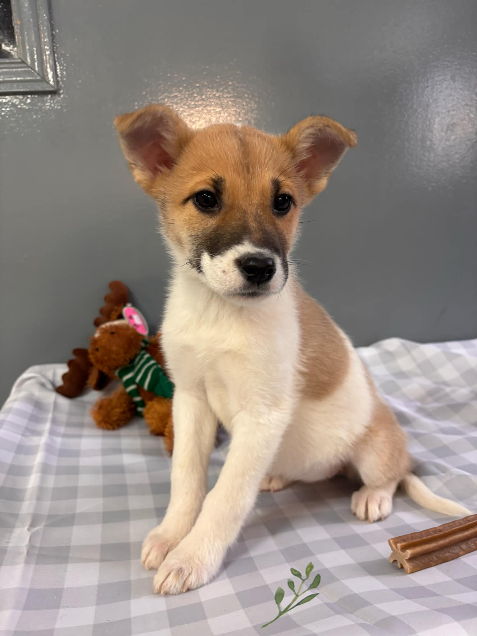 Animaux - SPA Régionale